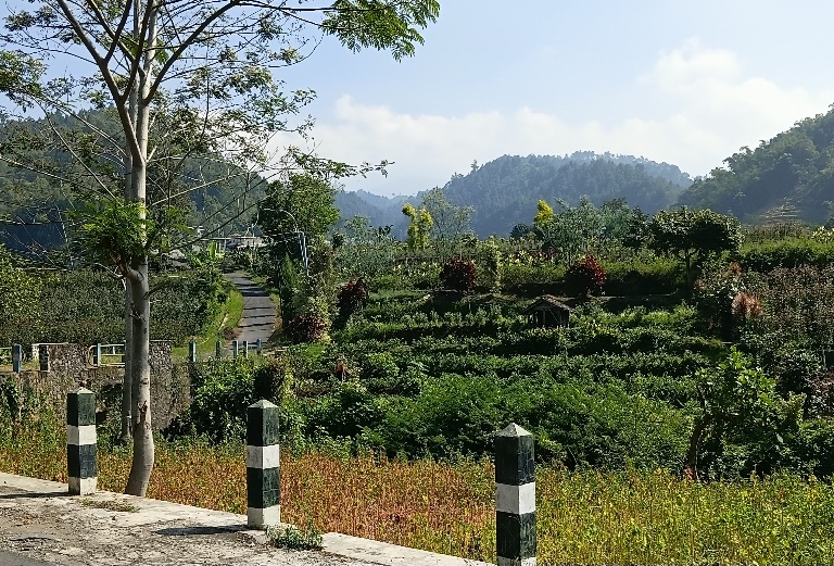 Wangi Mawar di Lereng Arjuna: Dari Petani Sayur Gunungsari Menjadi ...